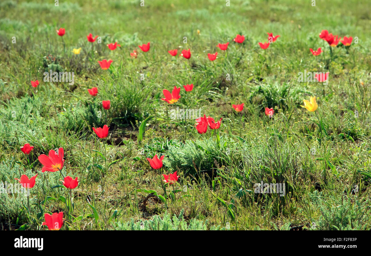 Desert Tulip High Resolution Stock Photography and Images - Alamy