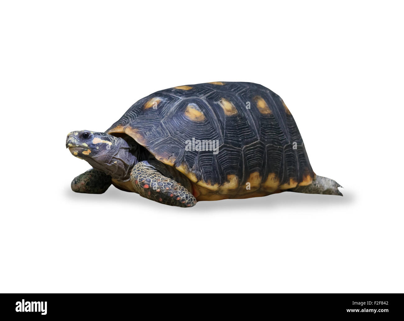 Spur turtle hi-res stock photography and images - Alamy