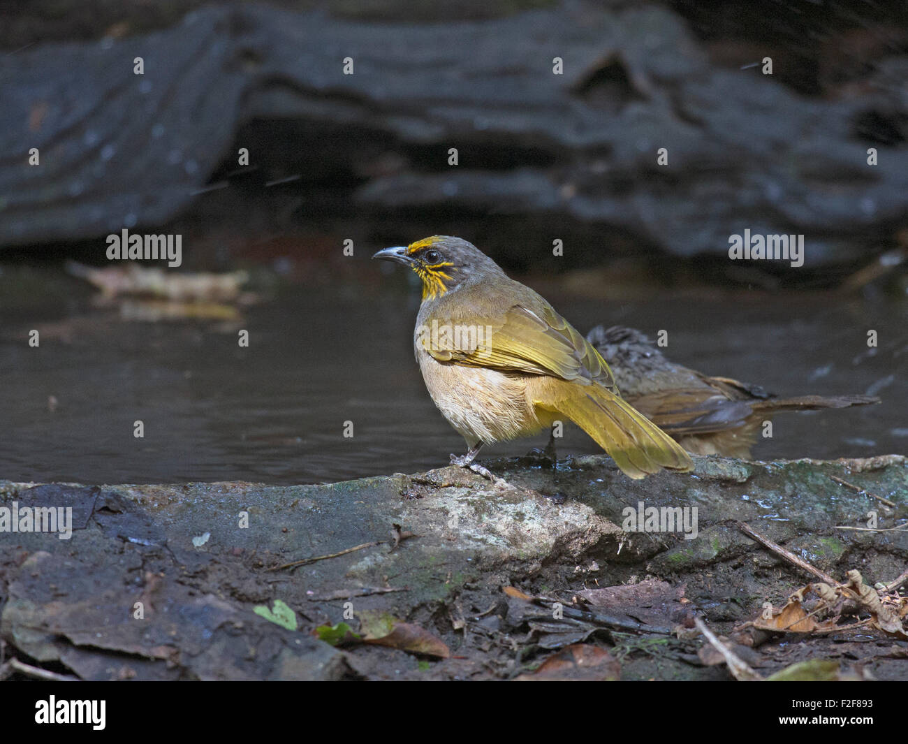 A Stripe-throated Bulbul about to take a bath in a forest pool in Kaeng ...