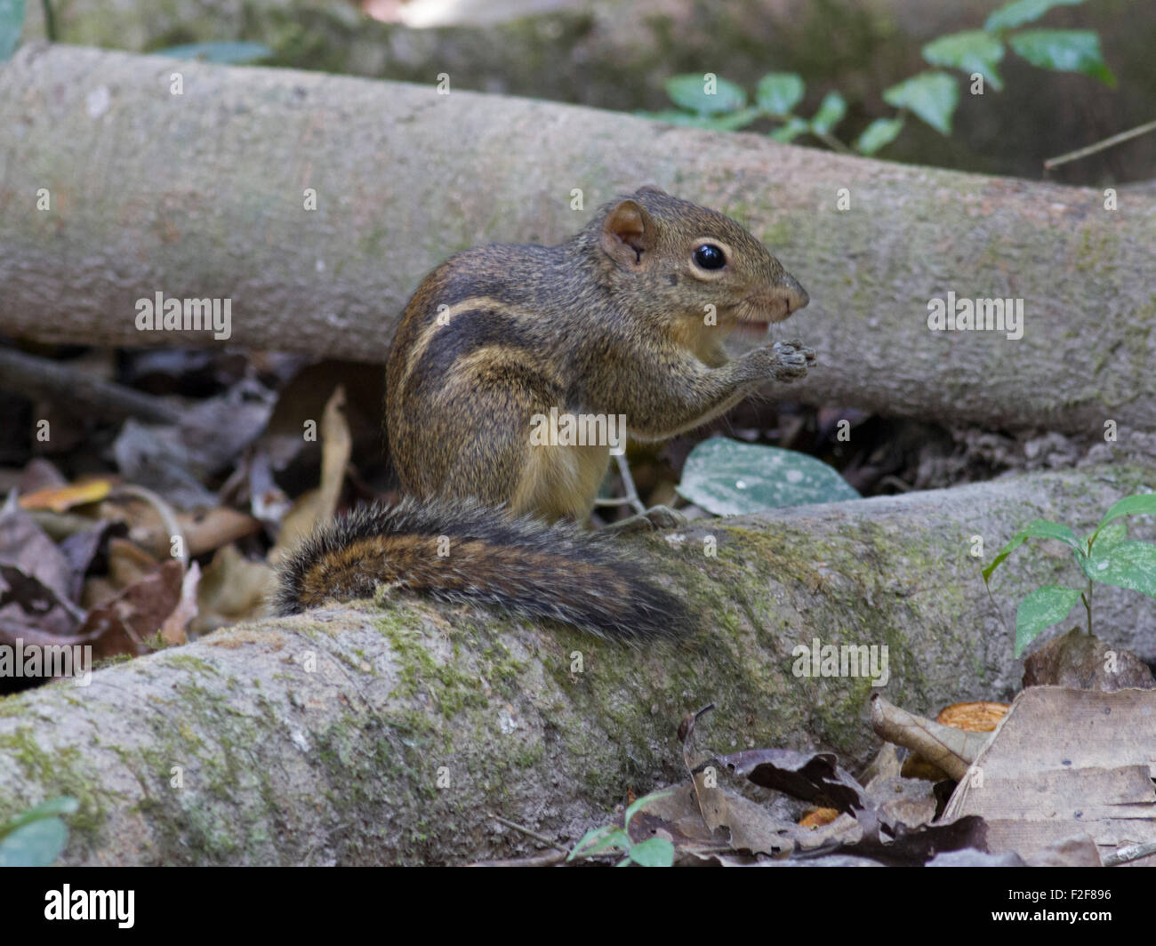 An Indochinese Ground Squirrel (or Berdmore's Ground Squirrel) on a ...