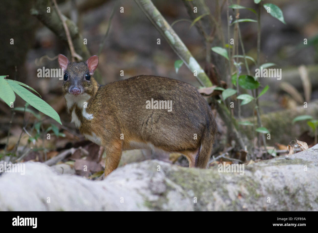 A timid Lesser Mouse Deer foraging on the forest floor in Phukhieu ...