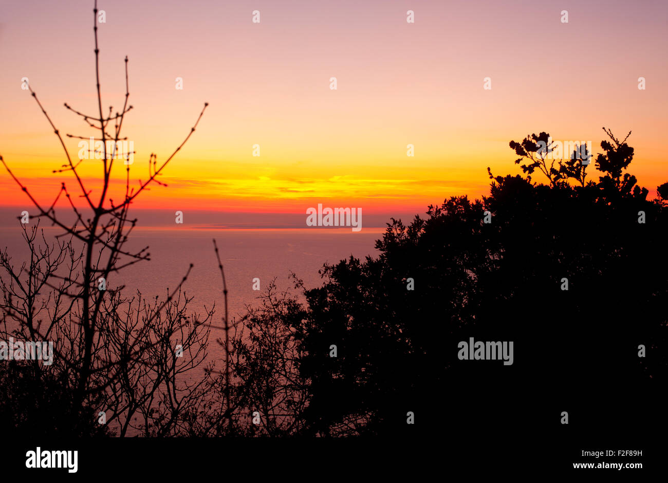View of Tree and sunset, Trieste sea Stock Photo - Alamy