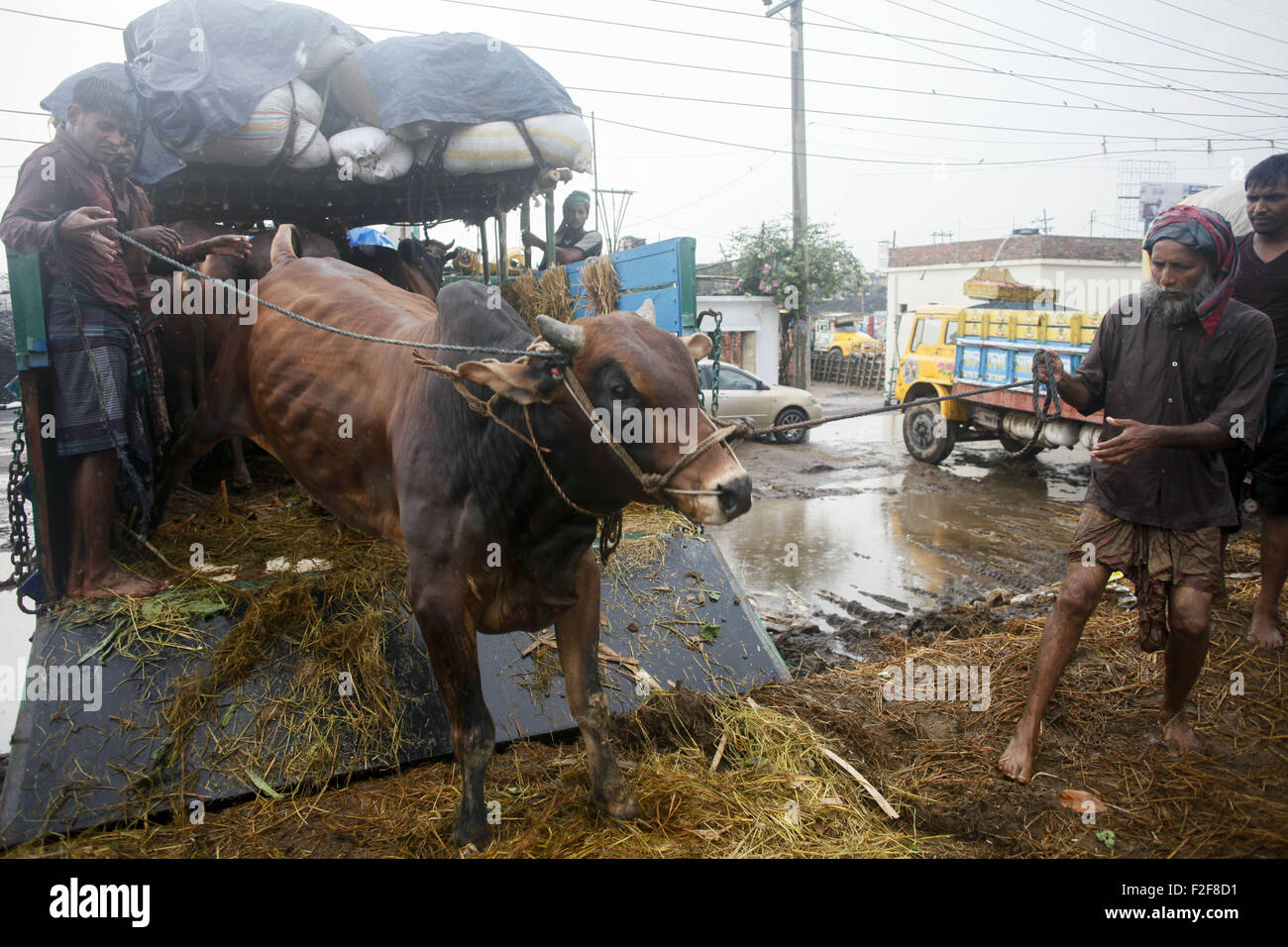 Bangladesh cow market hi-res stock photography and images - Alamy