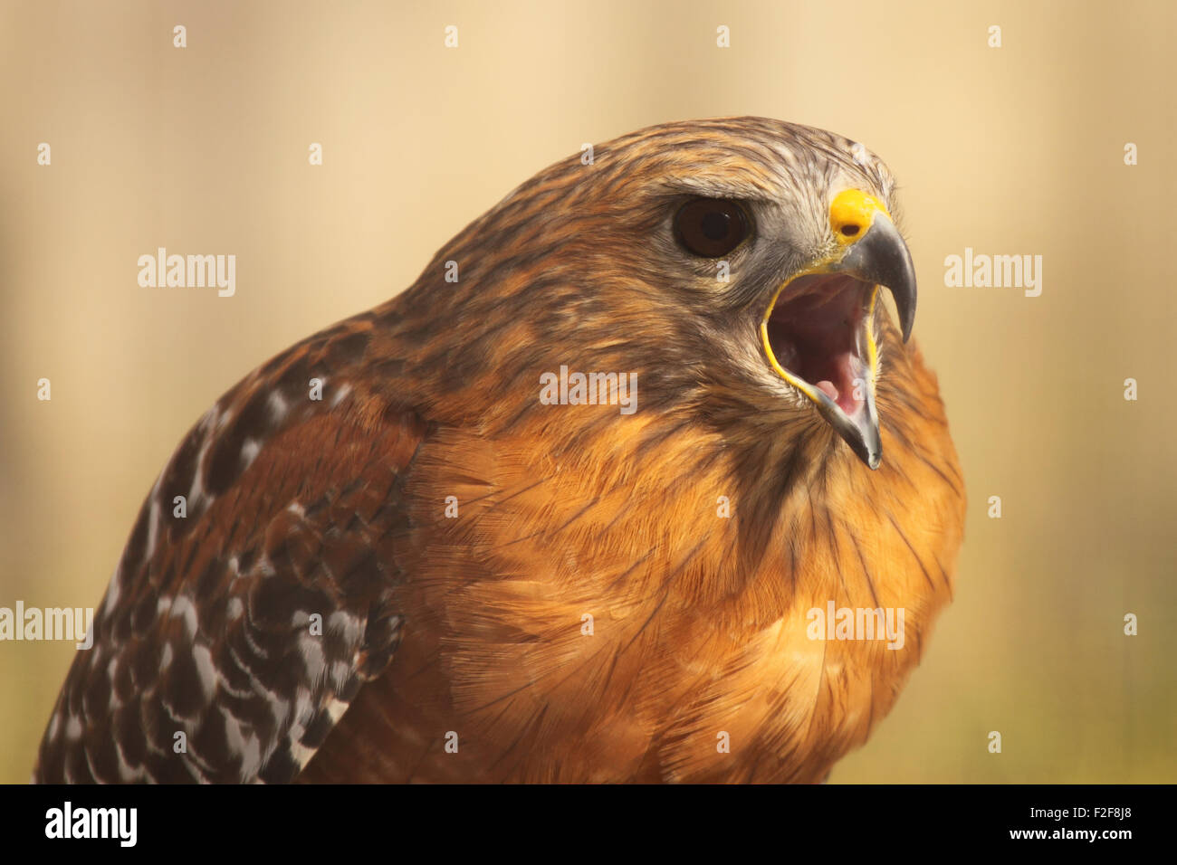 Loud calling hi-res stock photography and images - Alamy