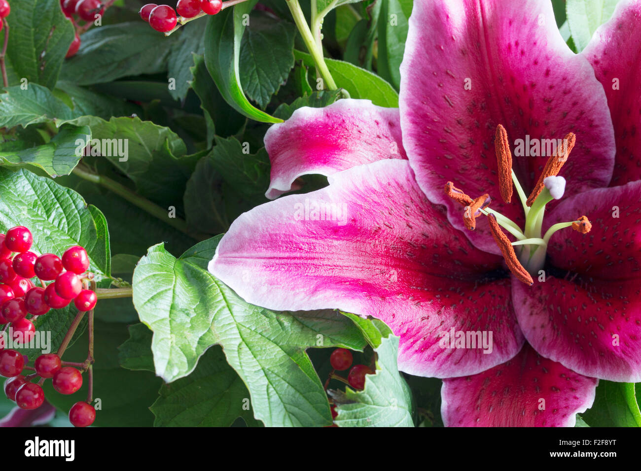 Beautiful lily hi-res stock photography and images - Alamy
