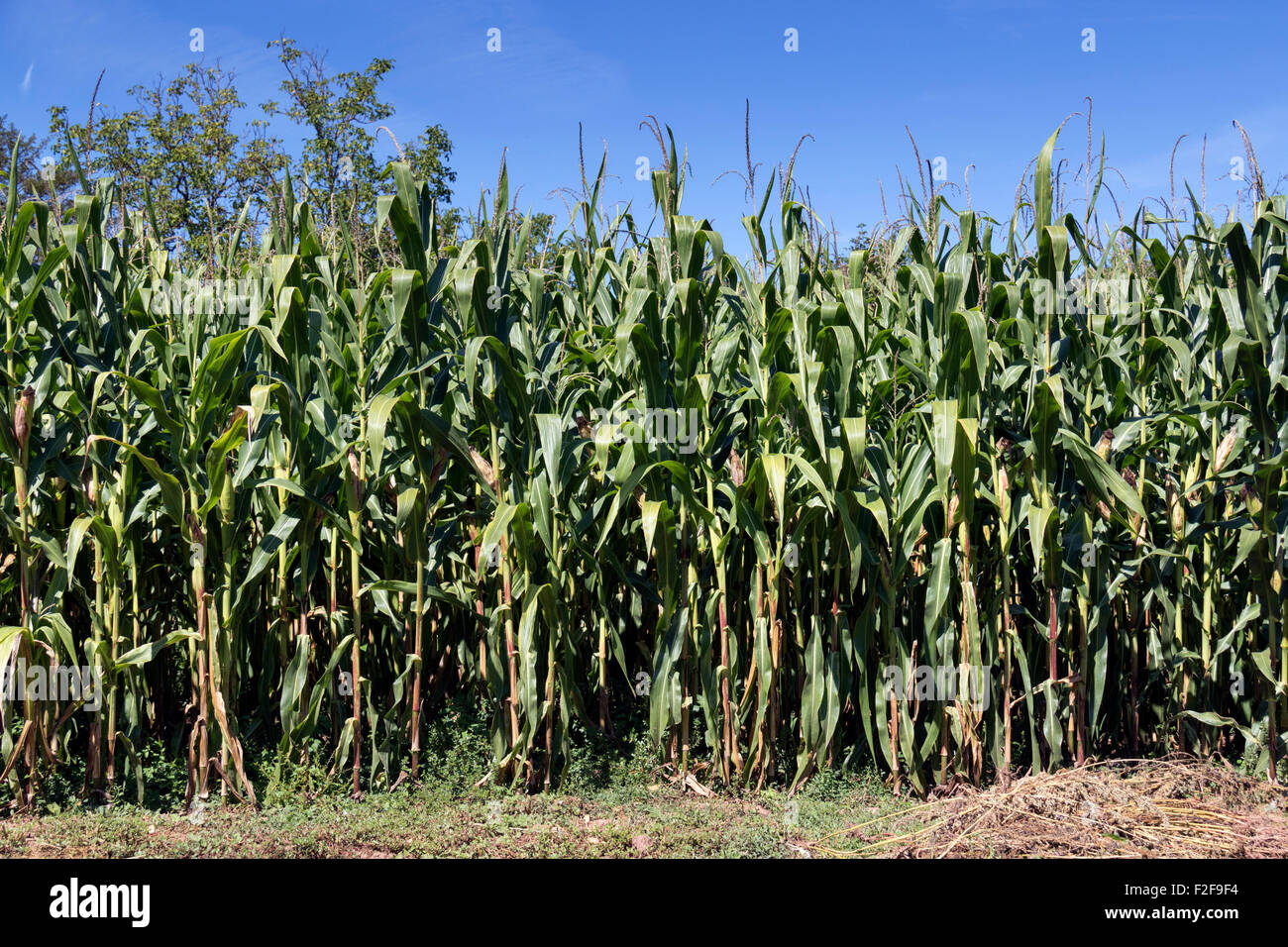Maize stalk hi-res stock photography and images - Alamy