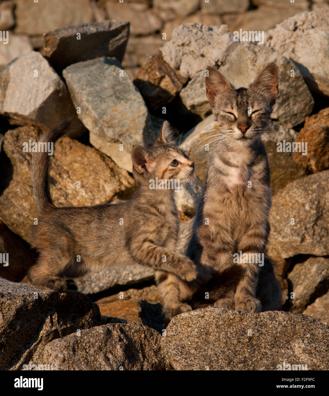 Greek mother cat and kittens, Mykonos Stock Photo - Alamy