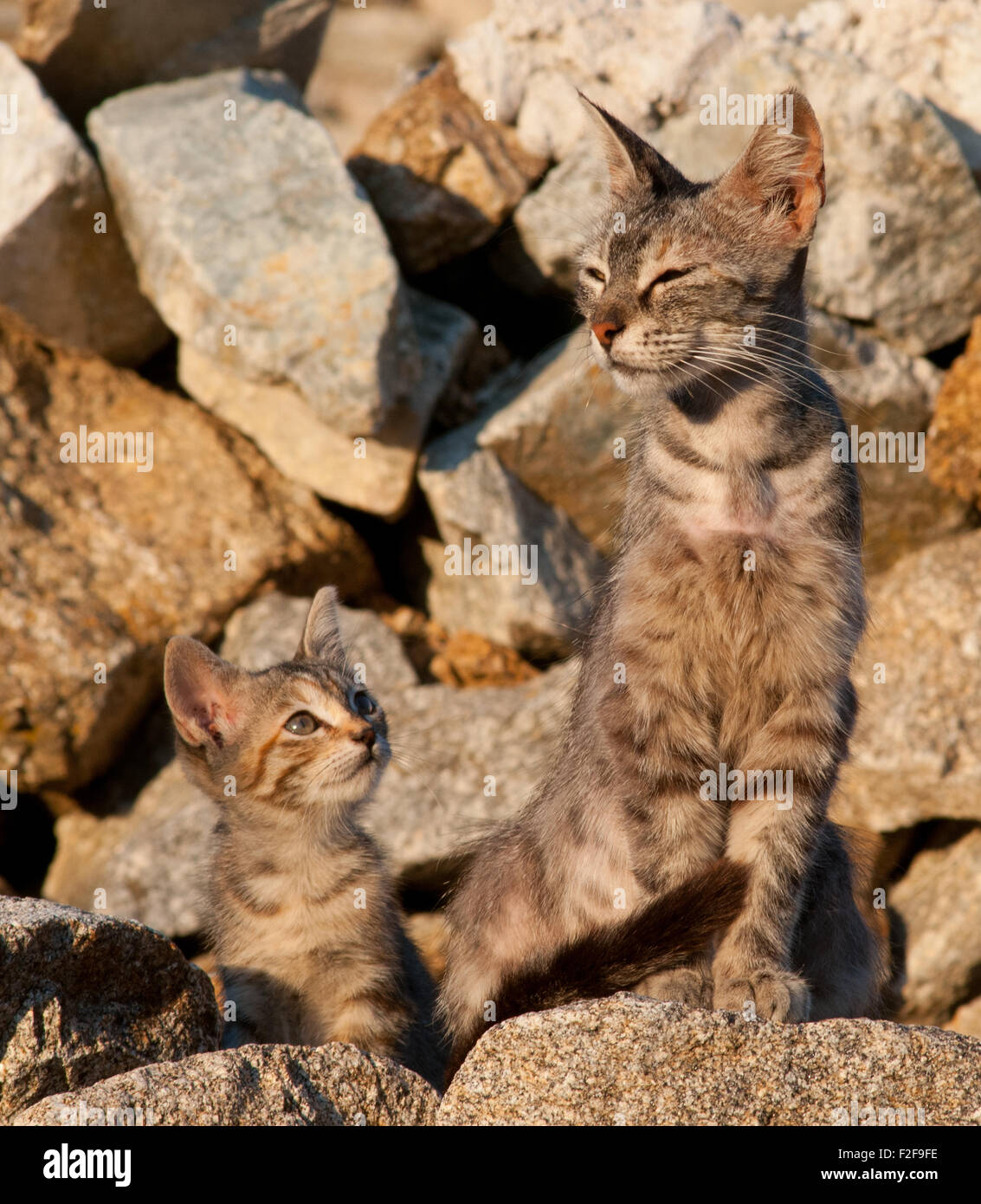 Mykonos cats hi-res stock photography and images - Alamy