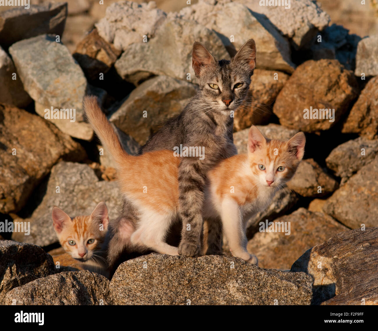 Greek kittens hi-res stock photography and images - Alamy