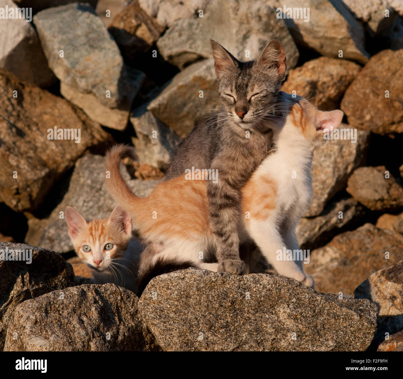 Greek kittens hi-res stock photography and images - Alamy