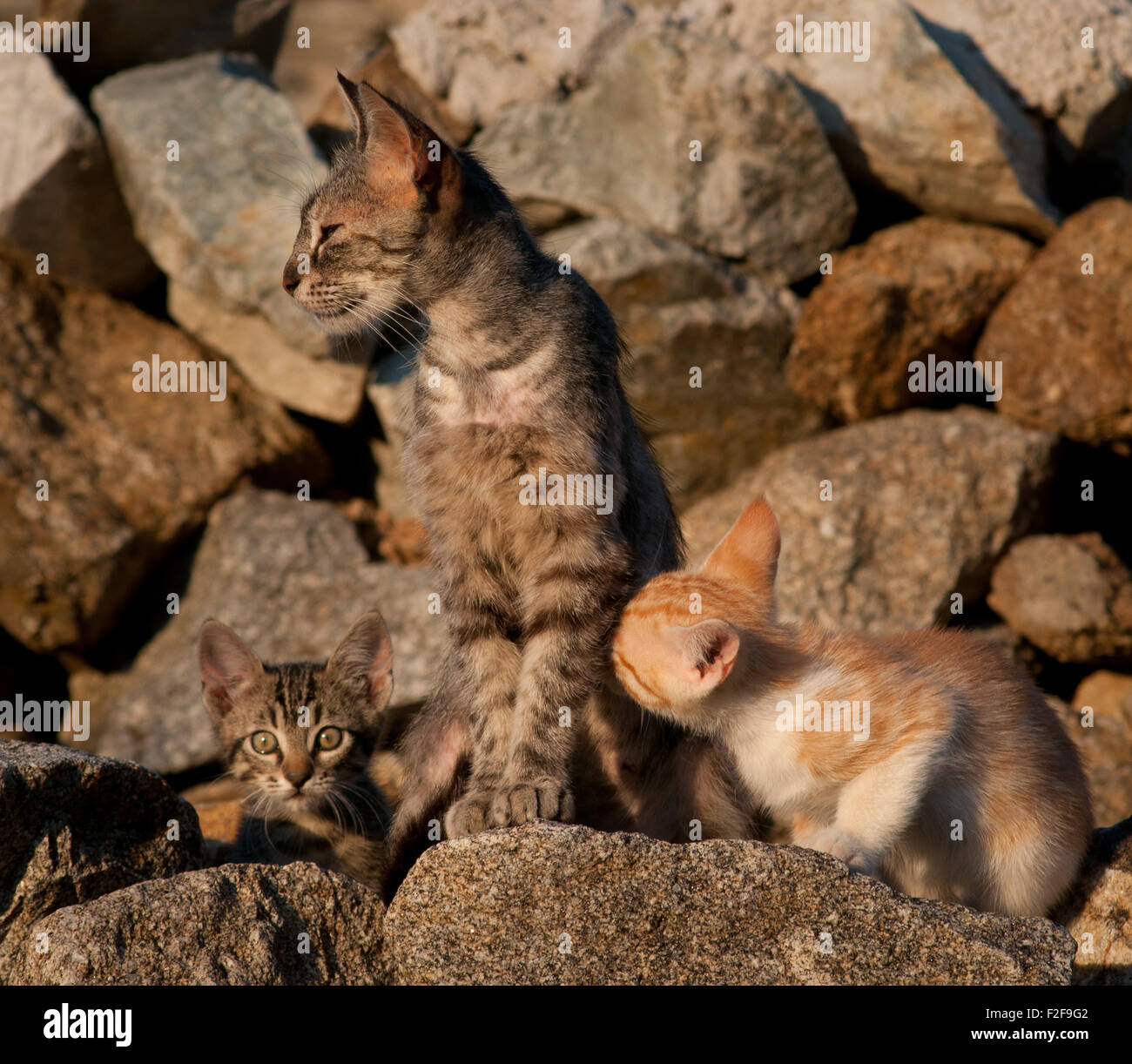 Greek mother cat and kittens, Mykonos Stock Photo - Alamy