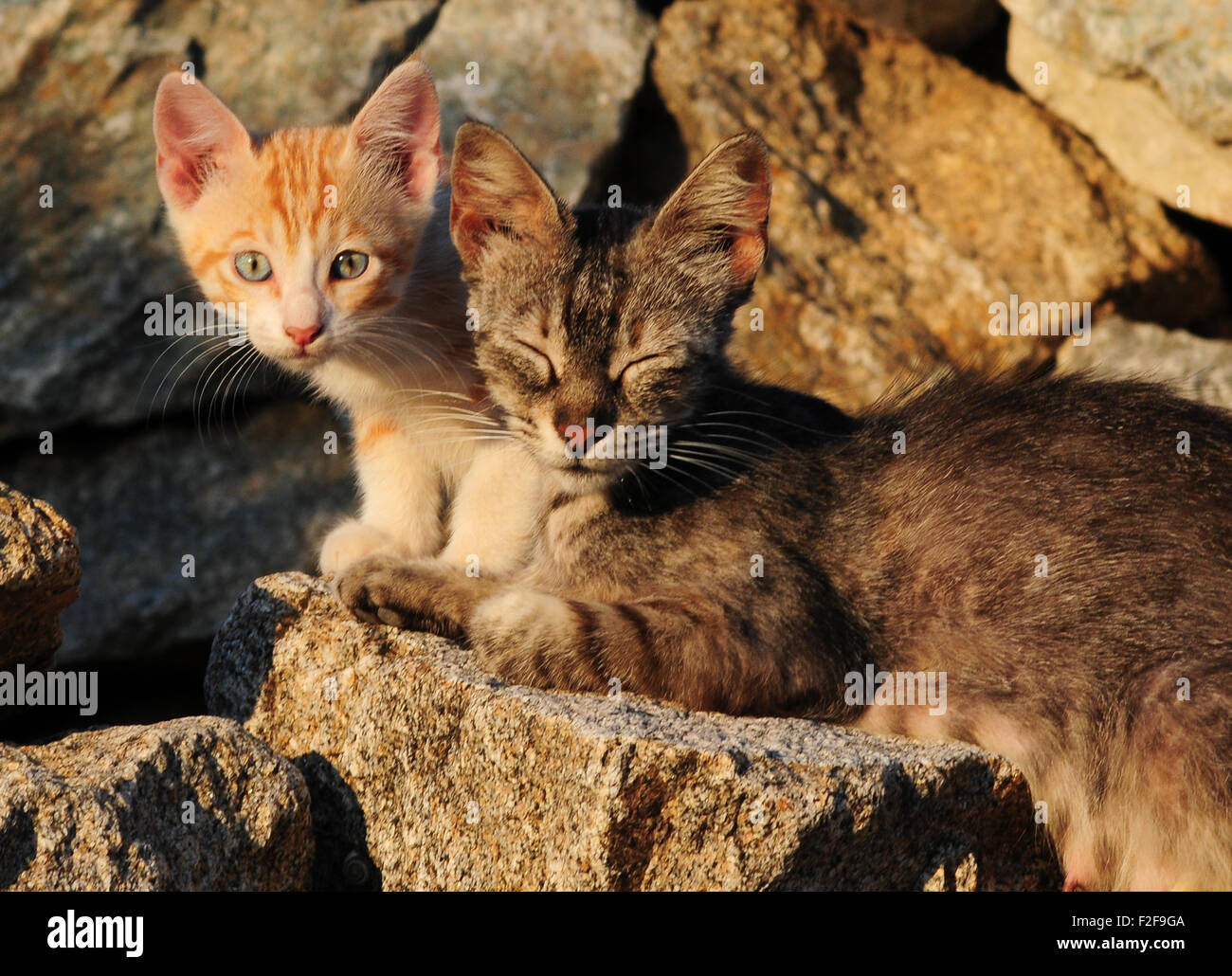 Greek mother cat and kitten, Mykonos Stock Photo - Alamy