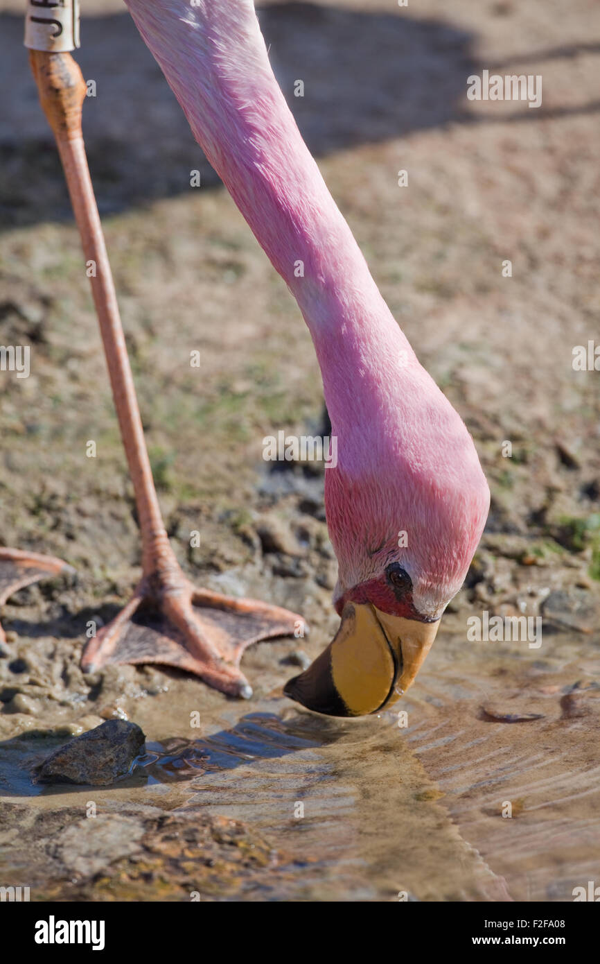 Feet legs flamingo hi-res stock photography and images - Alamy