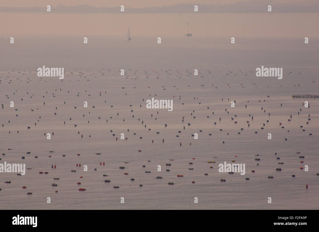 Mussel farming in the sea, Duino - Trieste Stock Photo - Alamy