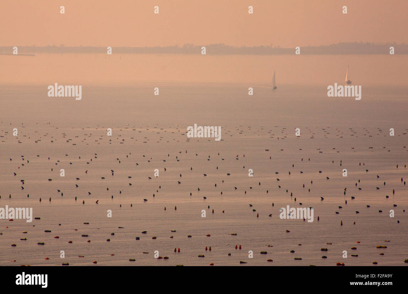 Mussel farming in the sea, Duino - Trieste Stock Photo - Alamy