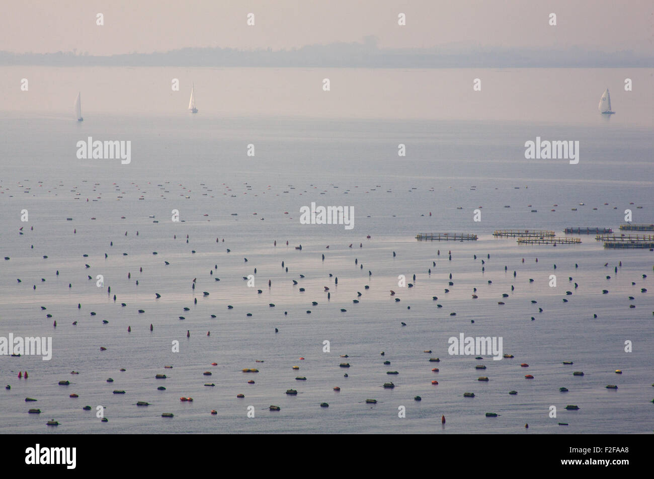 Mussel farming in the sea, Duino - Trieste Stock Photo - Alamy