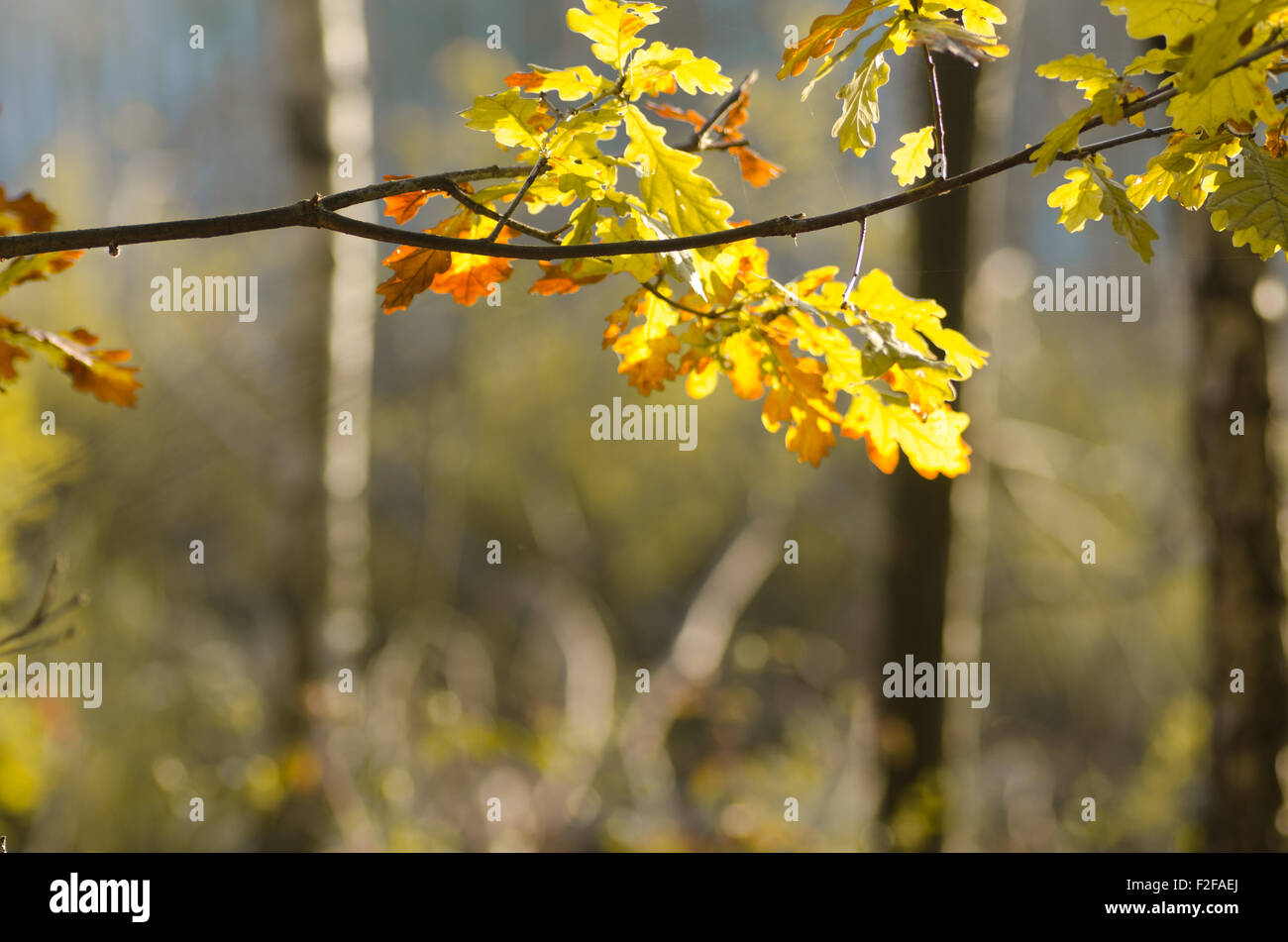 oak fall branch with leaves Stock Photo - Alamy