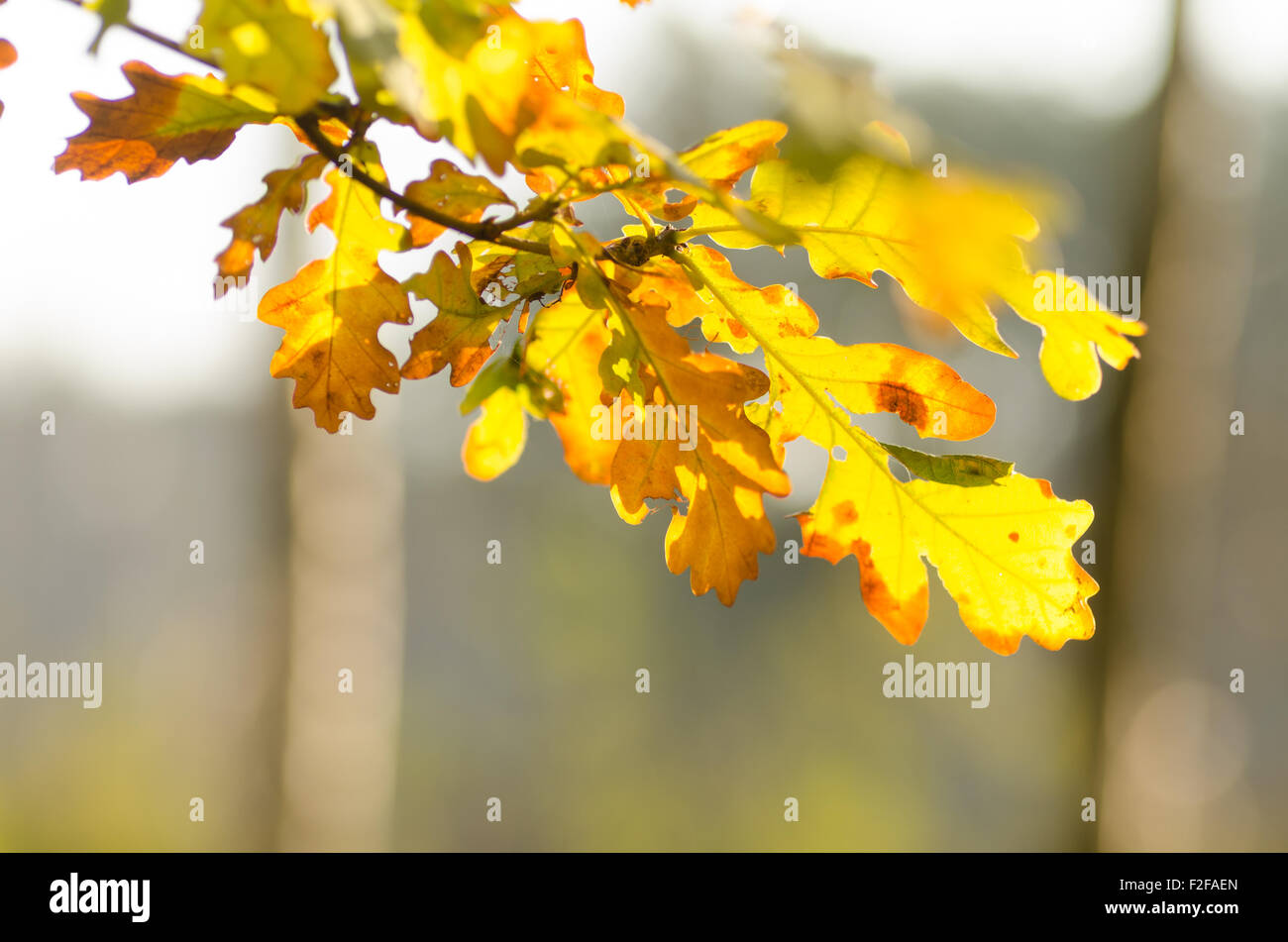 oak fall branch with leaves Stock Photo - Alamy