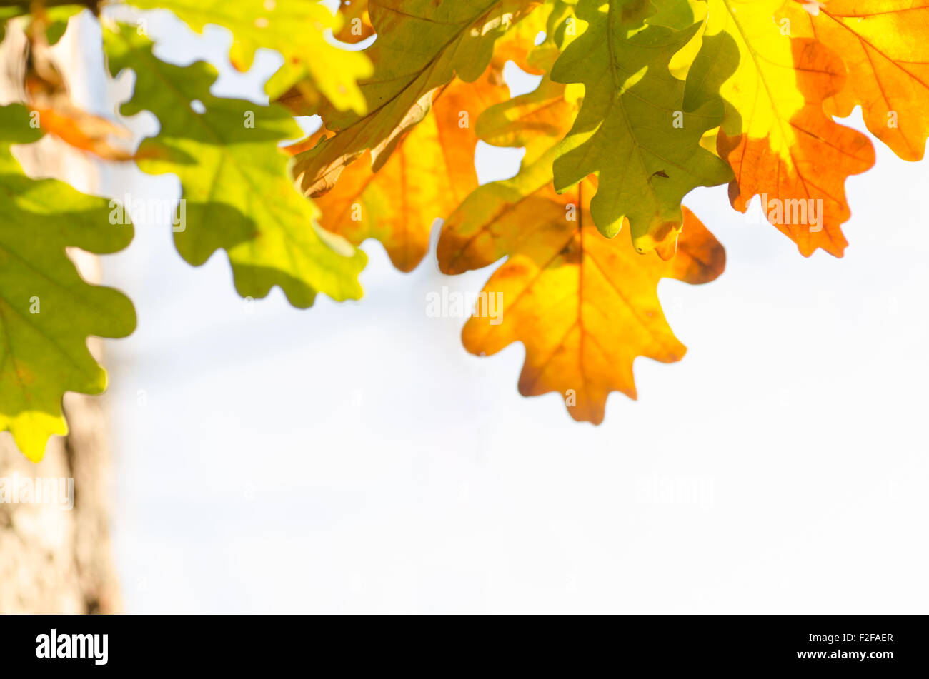 oak fall branch with leaves Stock Photo - Alamy