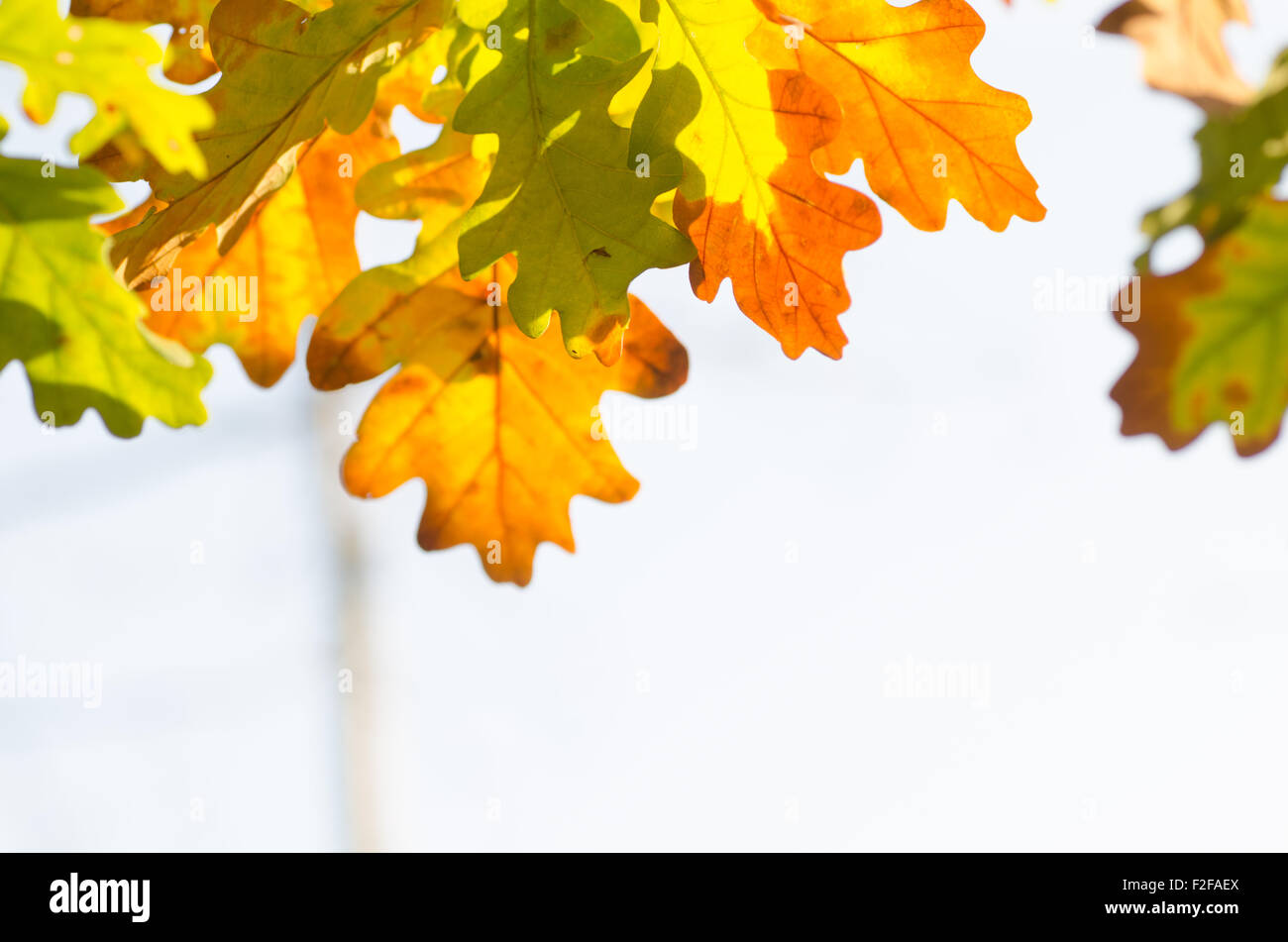 Fall branch hi-res stock photography and images - Alamy