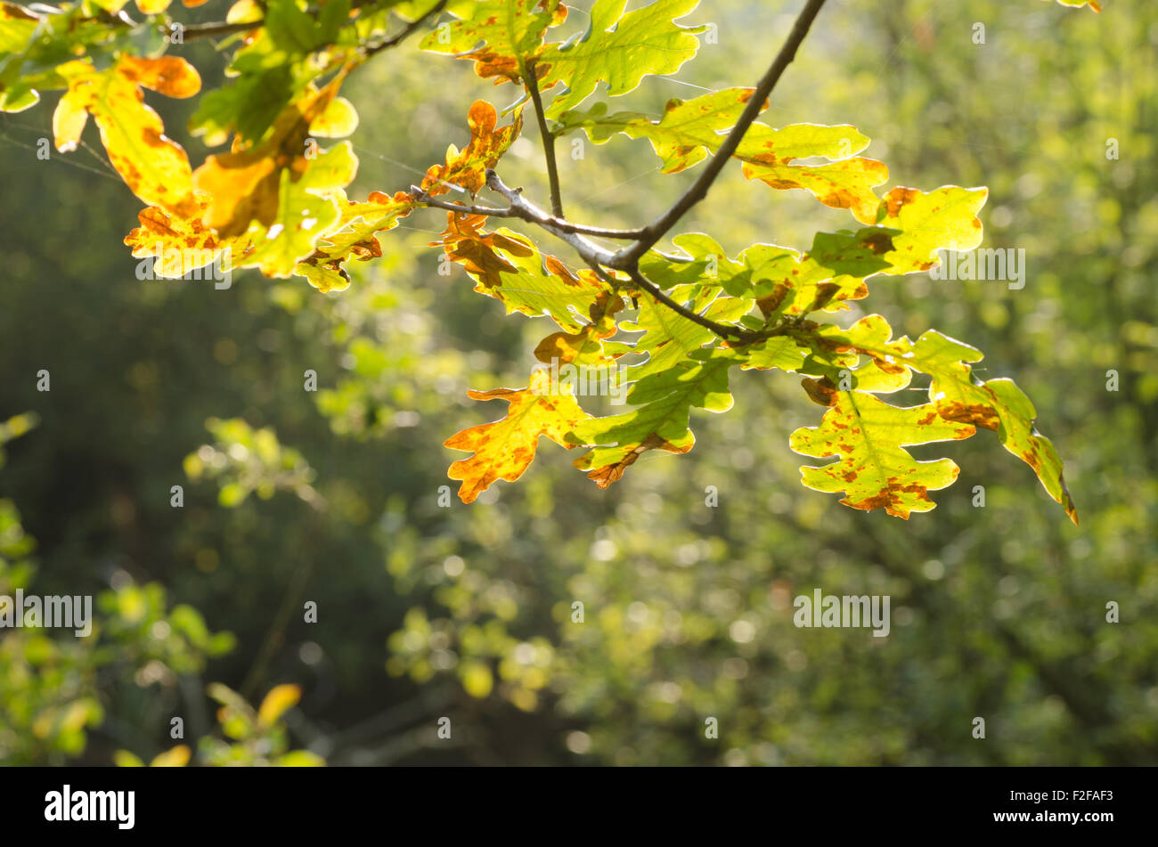 Fall branch hi-res stock photography and images - Alamy