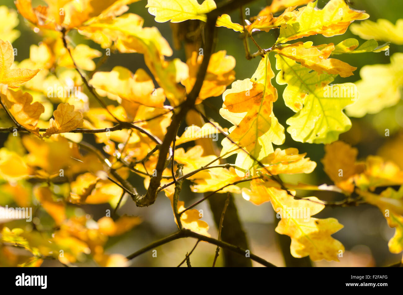 Fall branch hi-res stock photography and images - Alamy