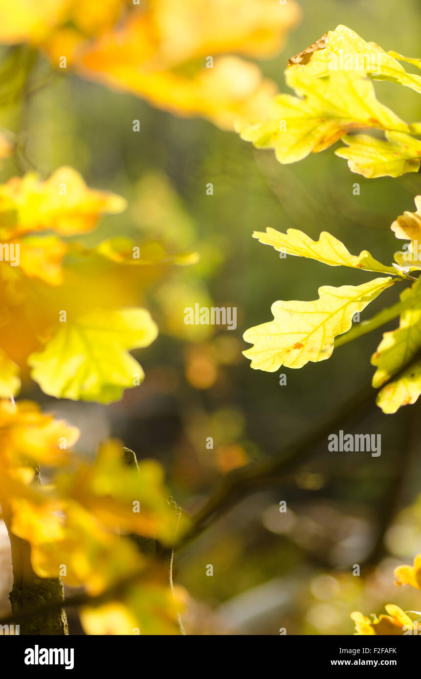 oak fall branch with leaves Stock Photo - Alamy