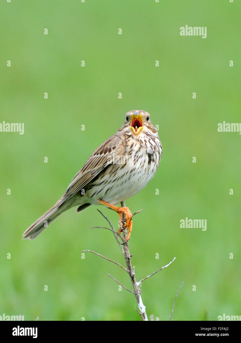 Singing Corn Bunting in spring steppe Stock Photo - Alamy
