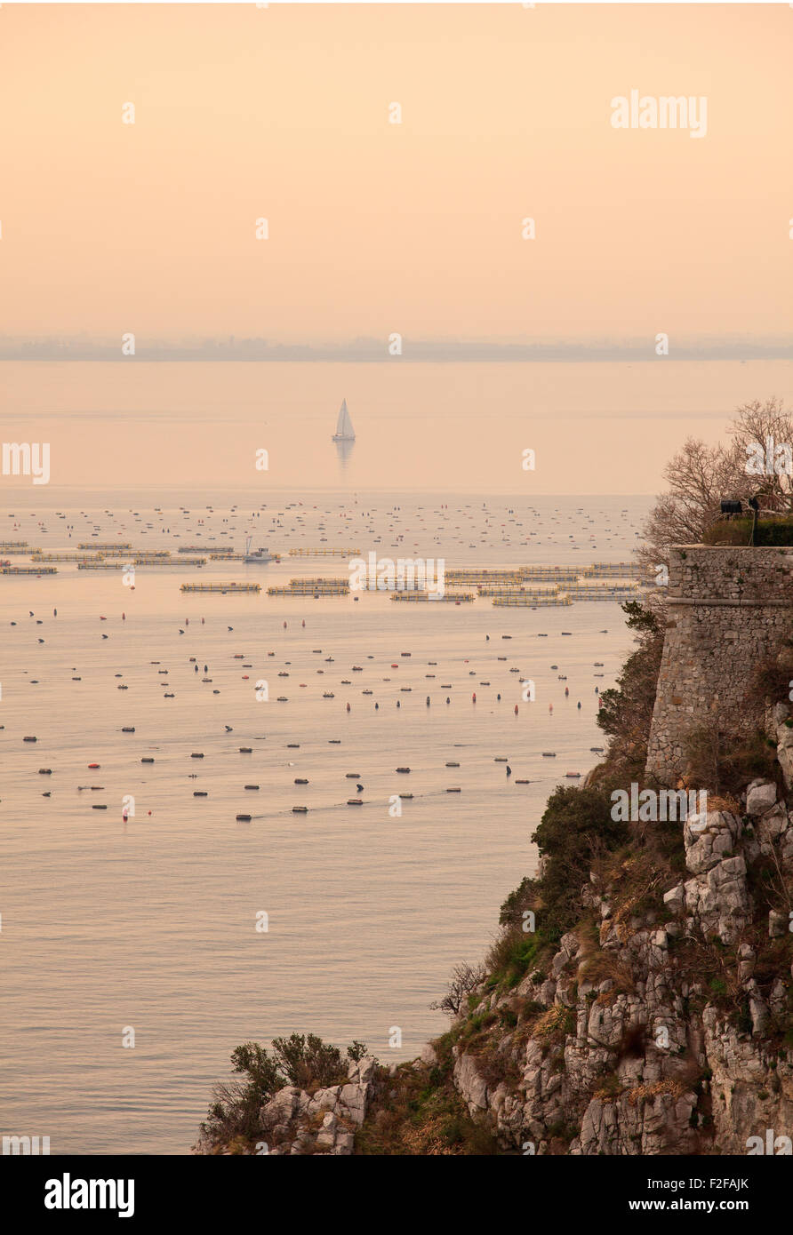 Mussel farming in the sea, Duino - Trieste Stock Photo - Alamy