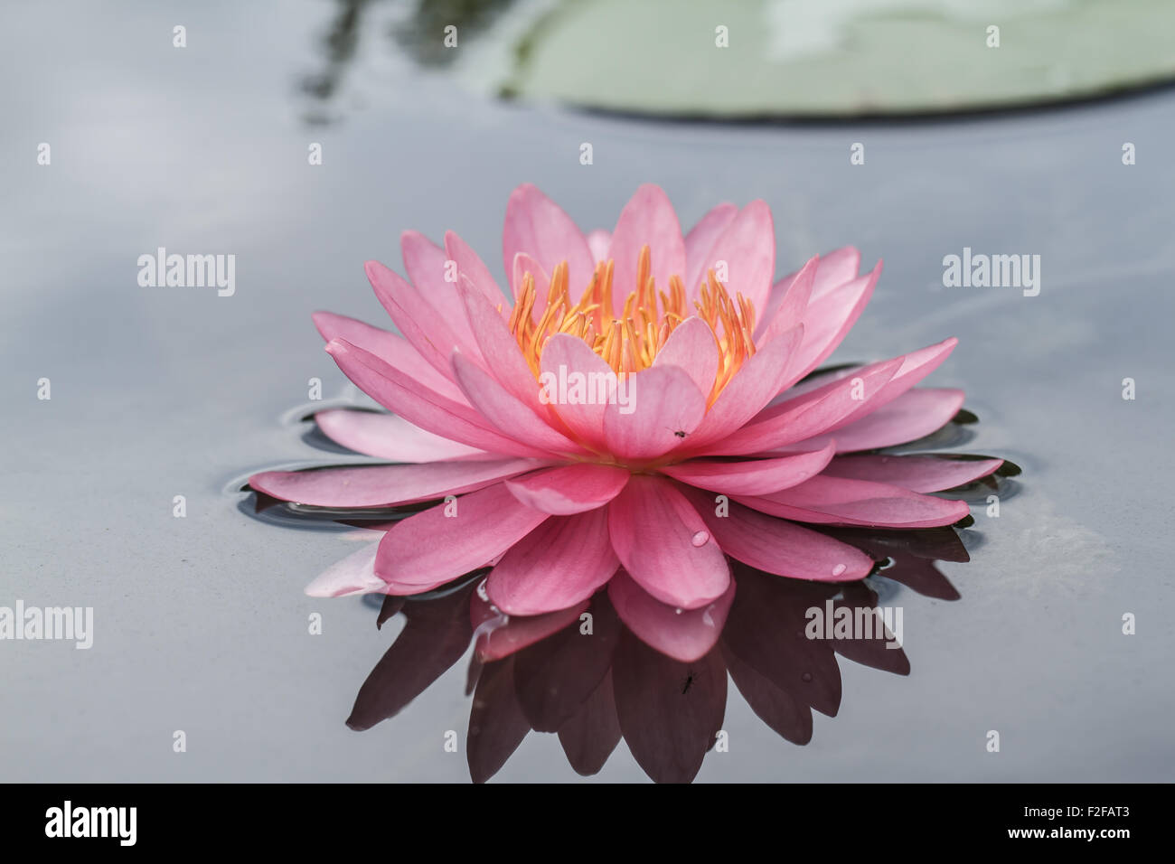Pink water lily in pond Stock Photo - Alamy