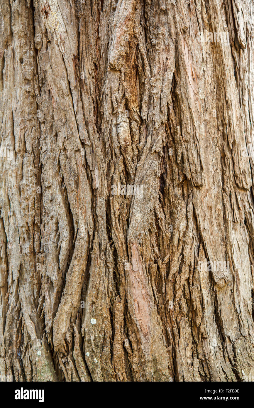 Abstract bark background Stock Photo - Alamy