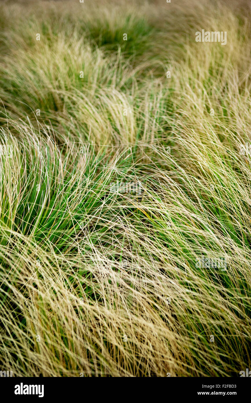 Close up of grass background in a French garden Stock Photo - Alamy