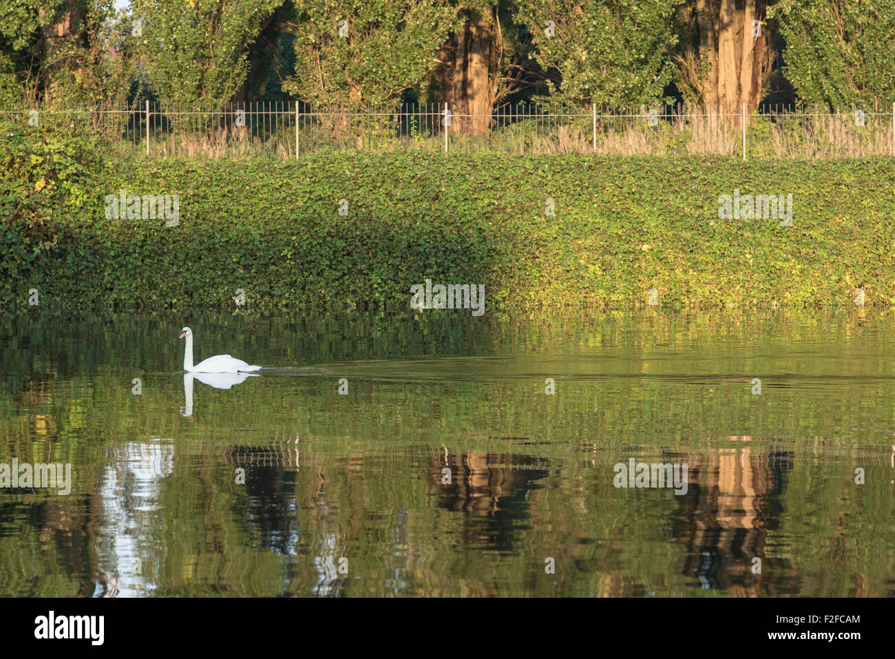A swan on the River Thames Stock Photo - Alamy