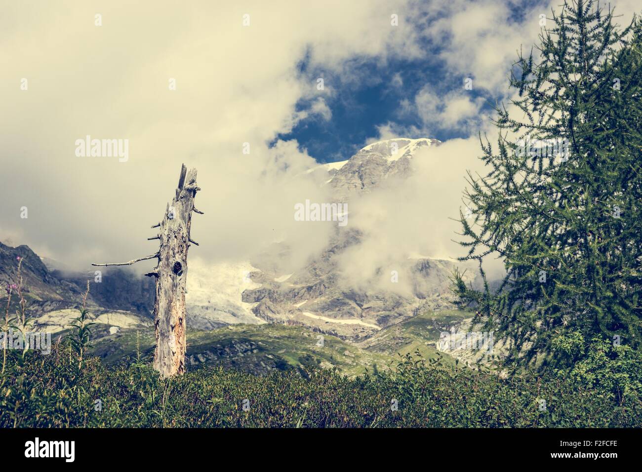 Withered tree stump Stock Photo - Alamy