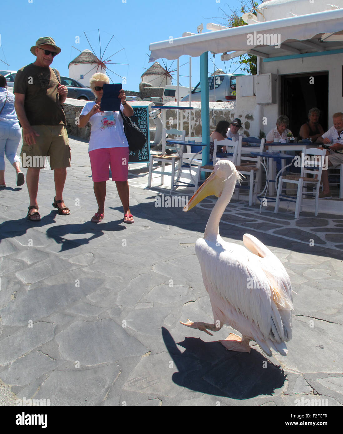 Petros the Pelican, mascot of Mykonos, walks around town Stock Photo ...