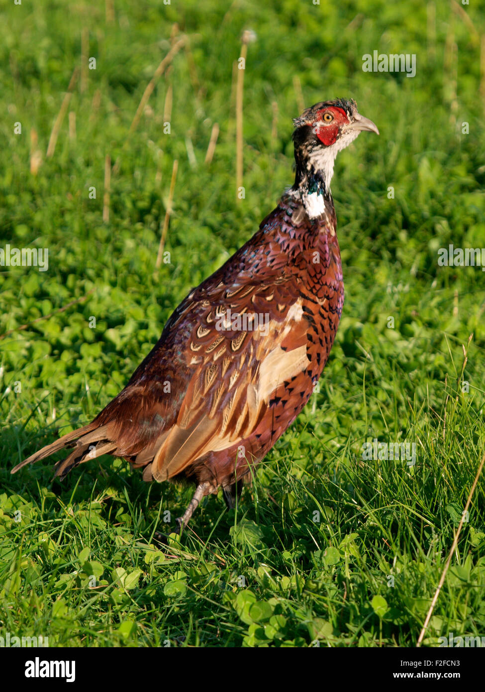 Pheasant uk hi-res stock photography and images - Alamy