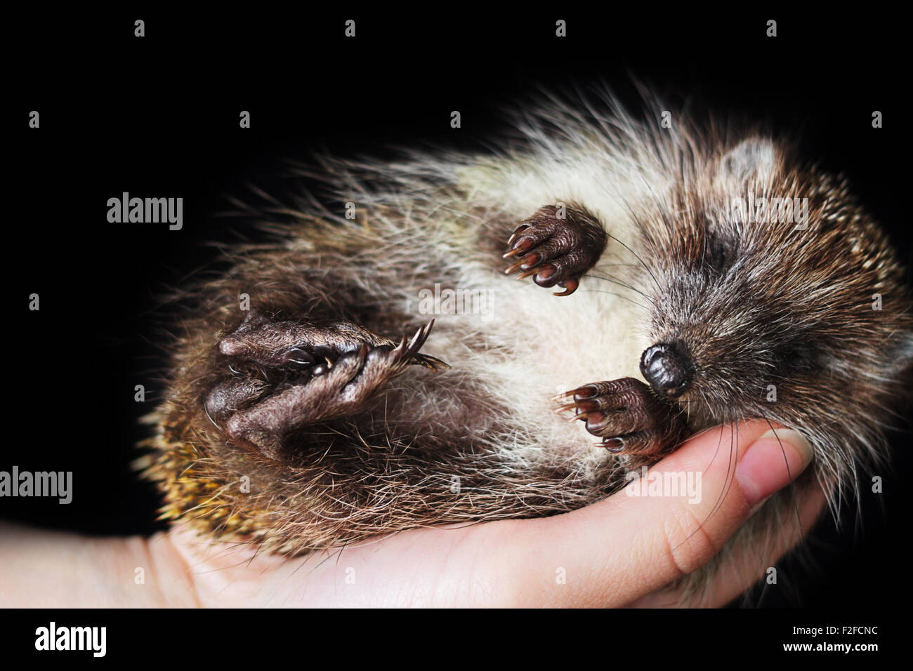 Hedgehog little hi-res stock photography and images - Alamy