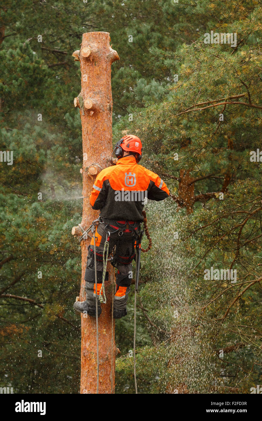 Pine tree being cut down in a confined space by a professional with ...