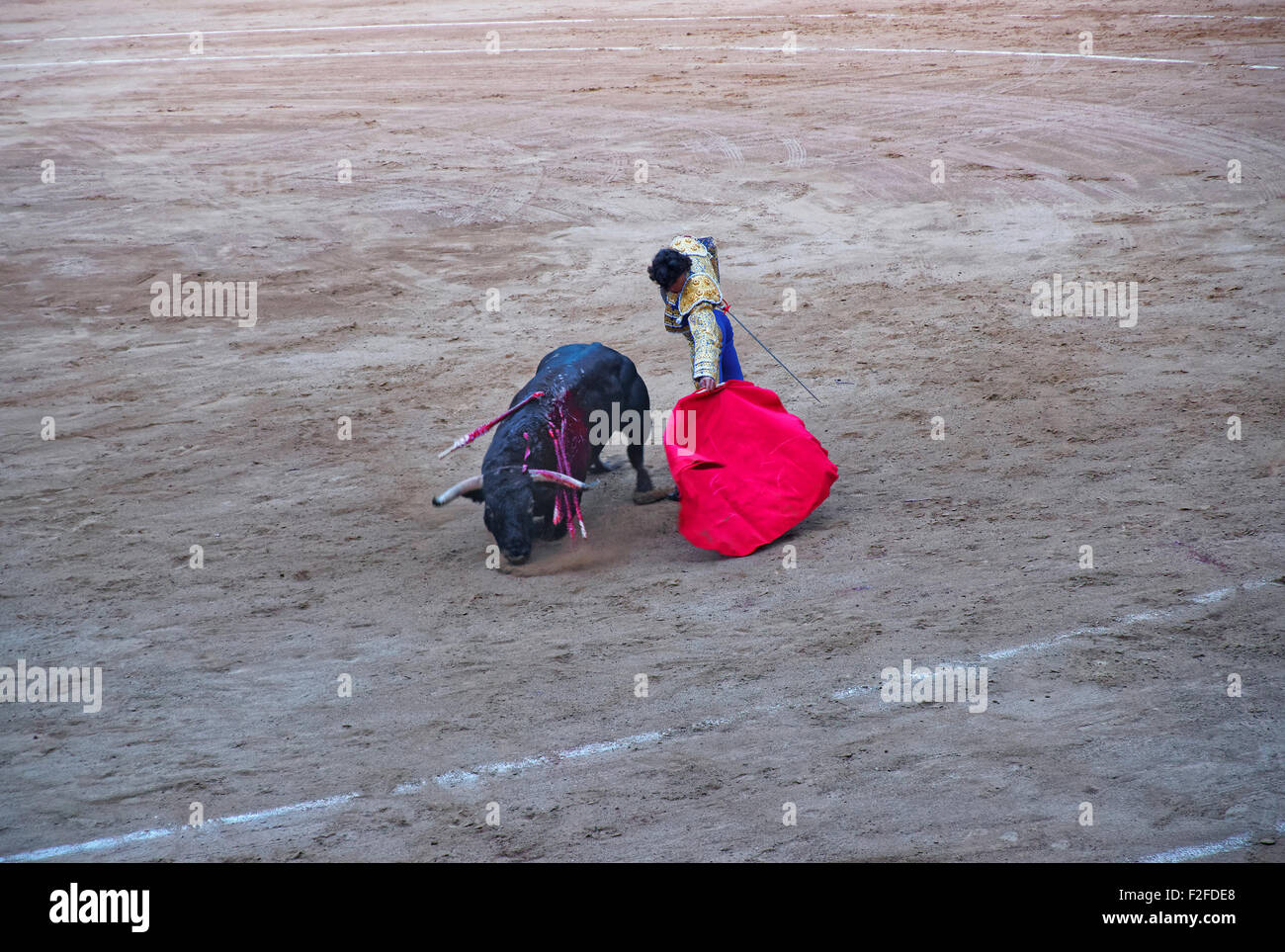 Spanish bull on the knees during the bullfight in La Monumental arena ...