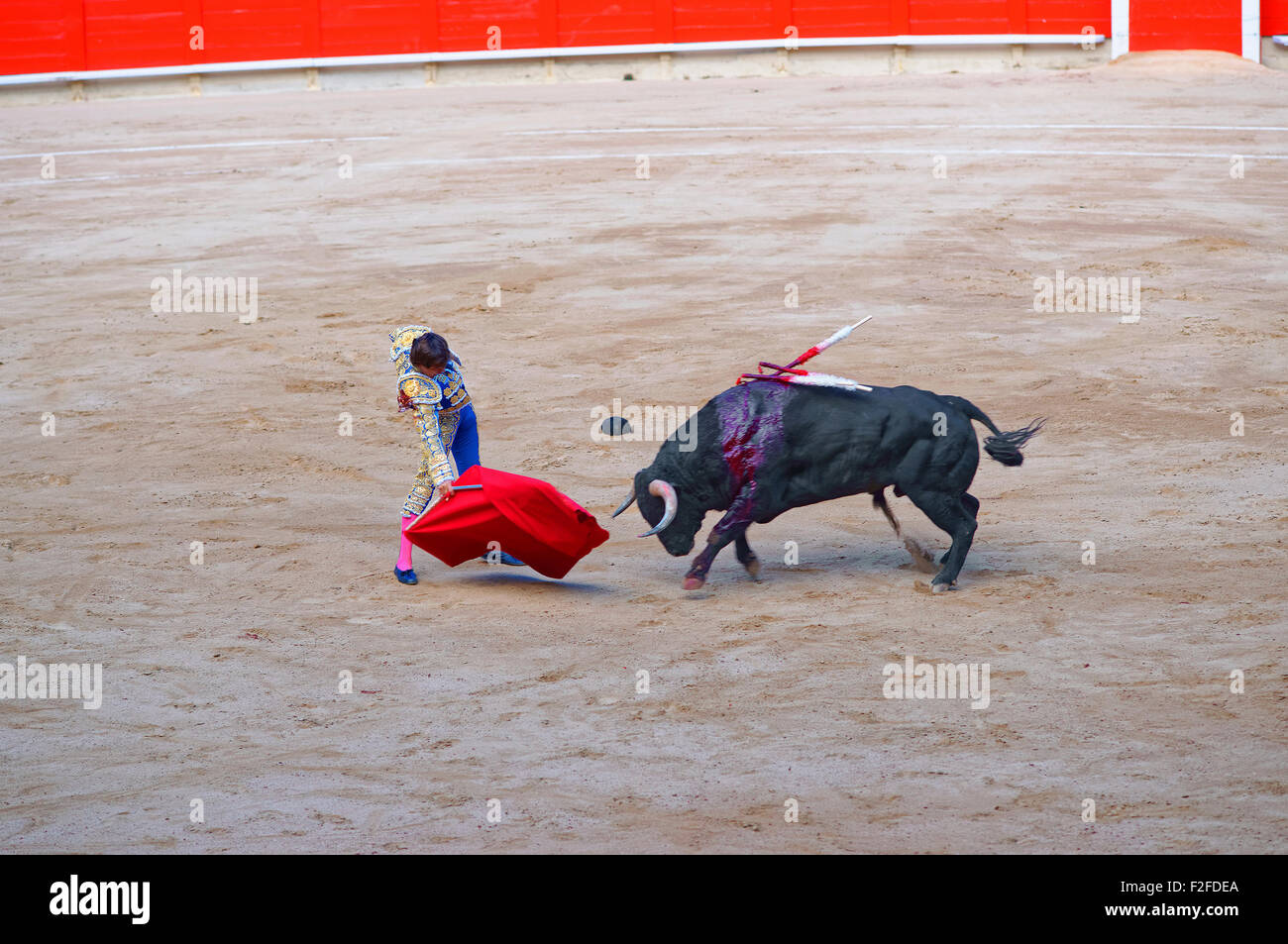 Spanish bull attacks the bullfighter during a bullfight in La ...