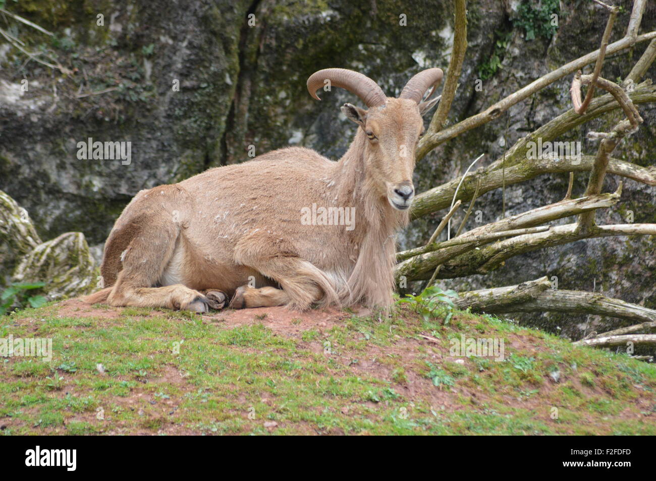 Sheep with mane hi-res stock photography and images - Alamy