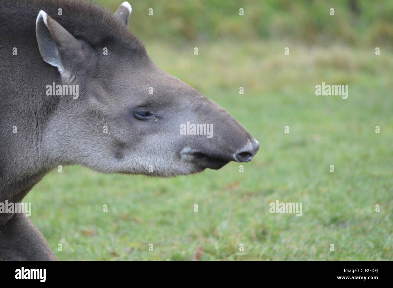 Tapir animal hi-res stock photography and images - Alamy