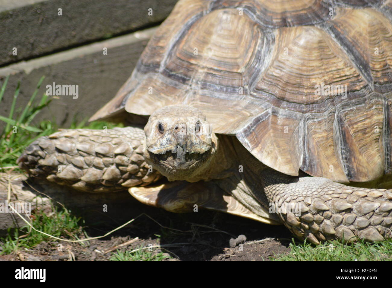 Tortoise moving slow hi-res stock photography and images - Alamy