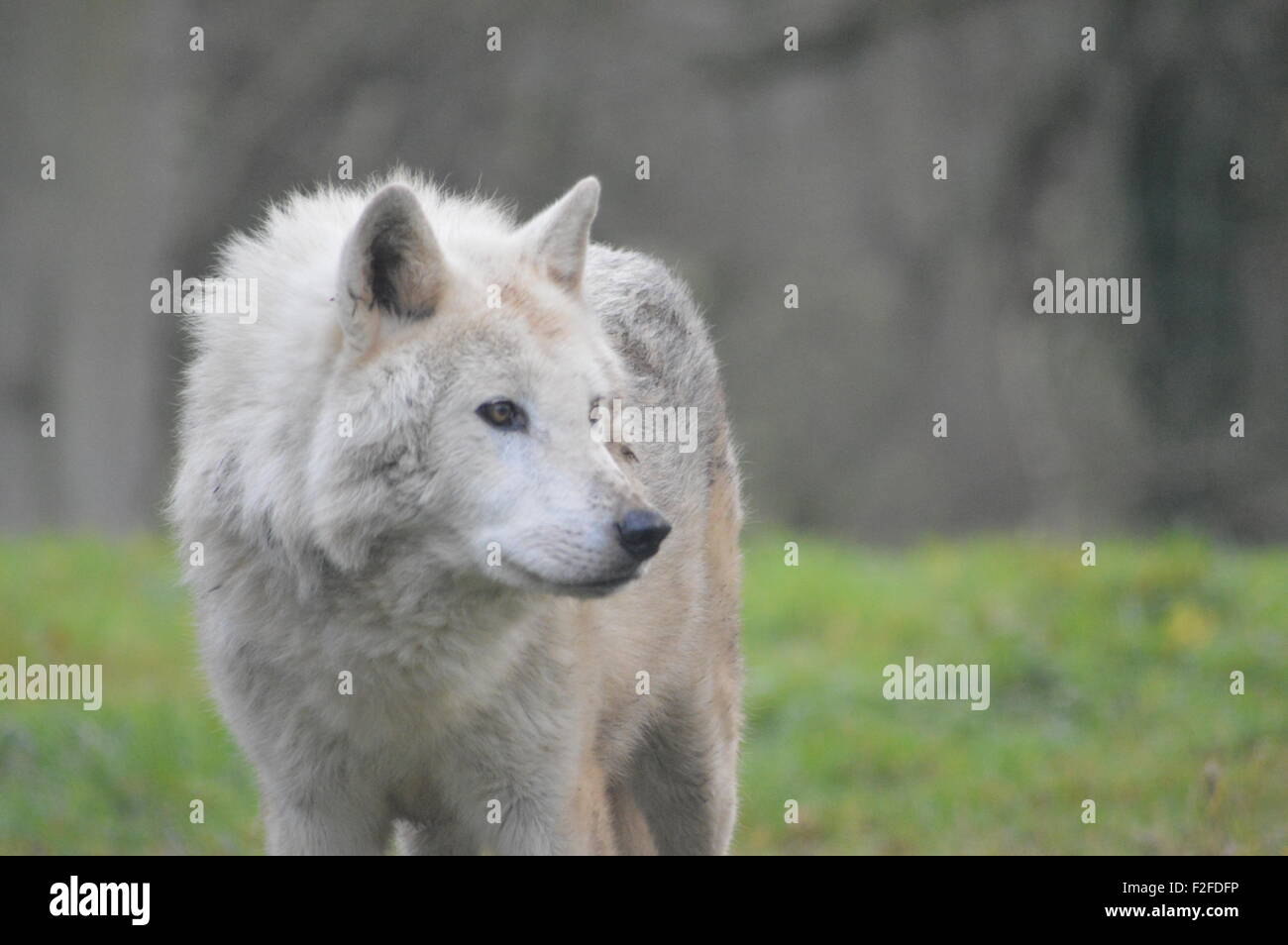 Mammal wolf grey hi-res stock photography and images - Alamy