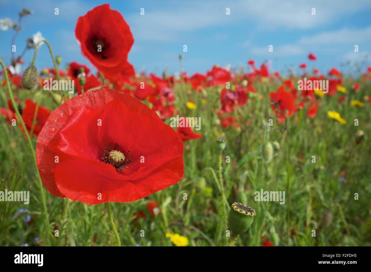Poppies growing wild in a field Stock Photo - Alamy