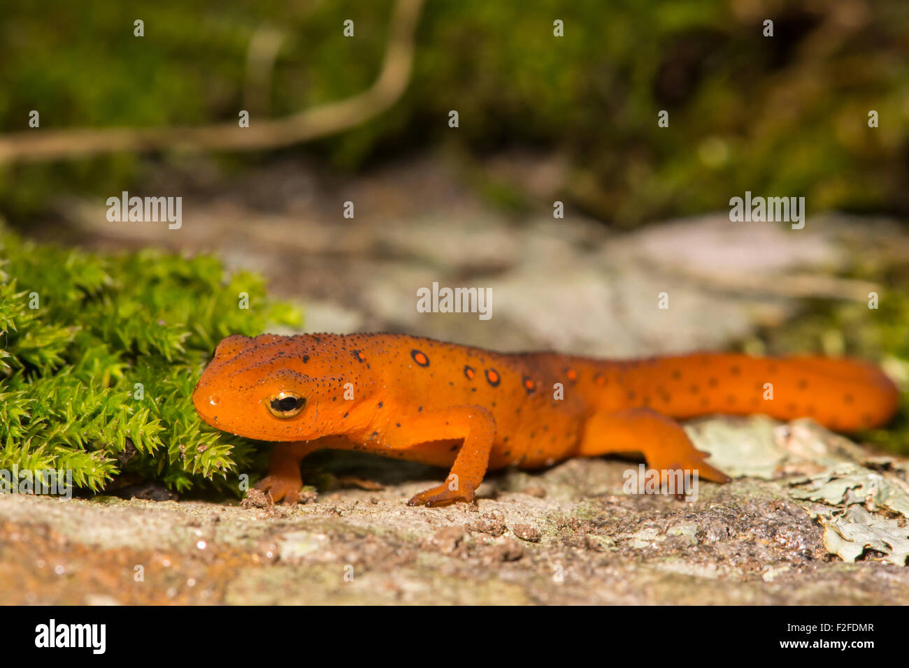 Baby red book hi-res stock photography and images - Alamy