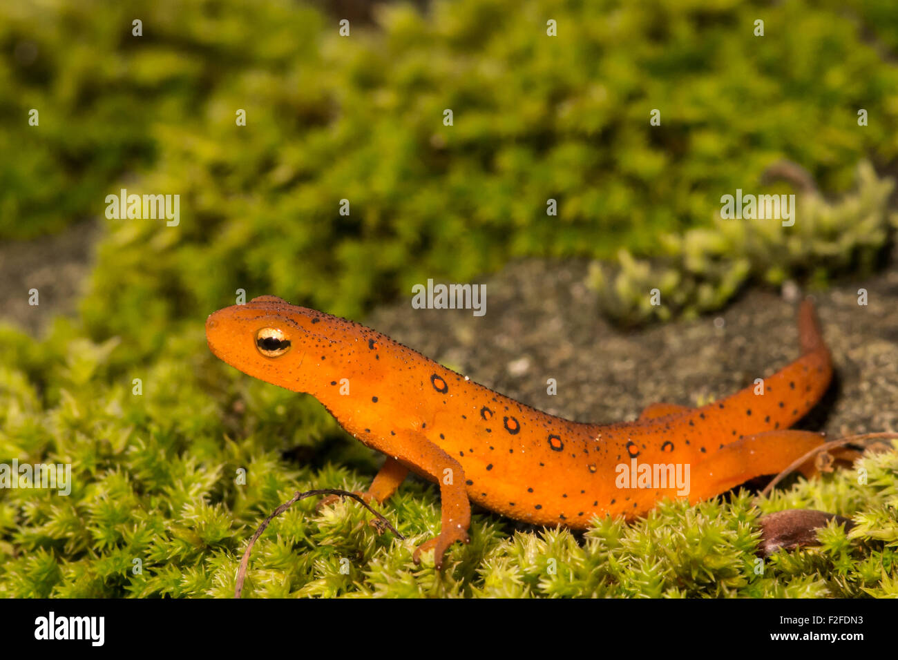 Baby red book hi-res stock photography and images - Alamy