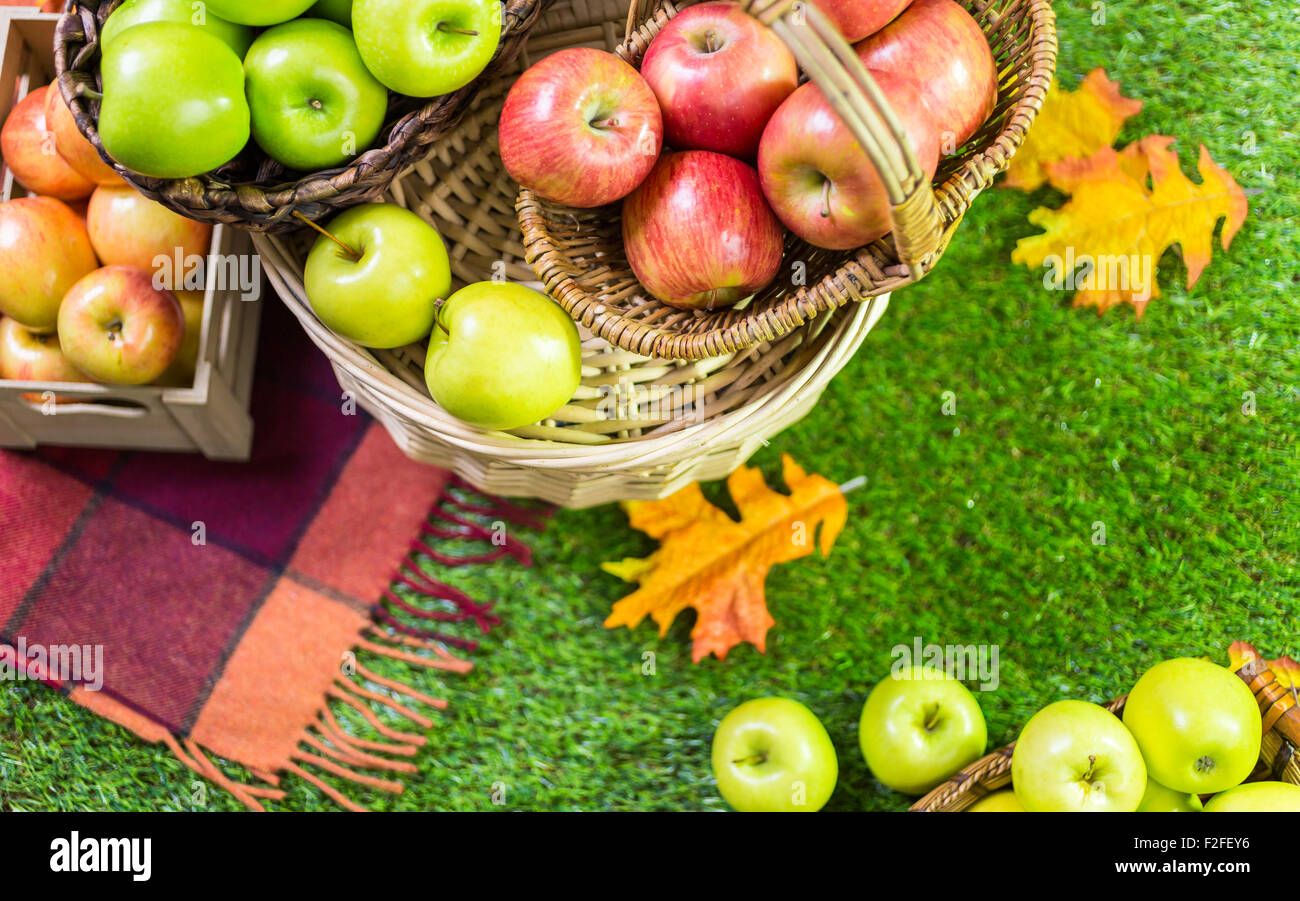 Freshly picked organic apples on the farm Stock Photo - Alamy