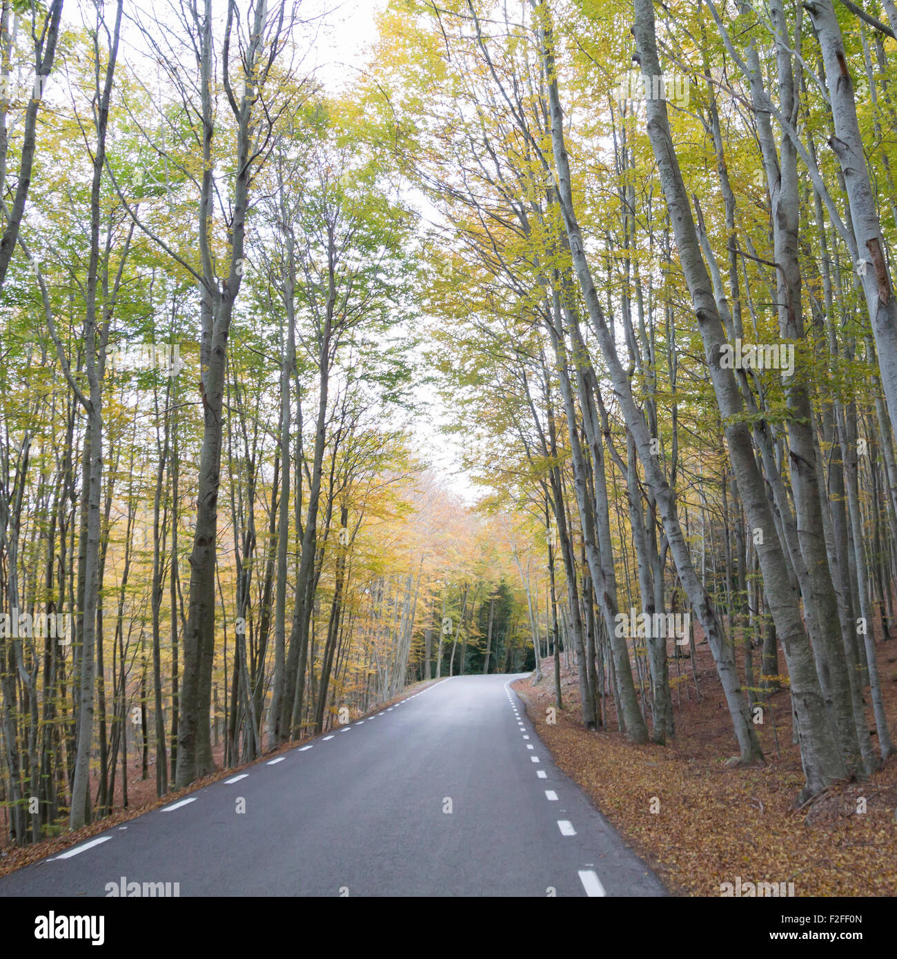 Road in a forest at autumn Stock Photo - Alamy