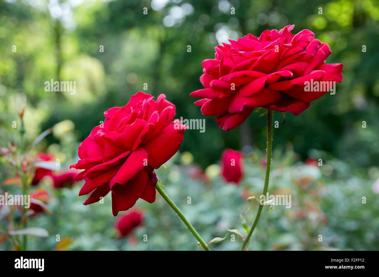Blooming roses in the garden Stock Photo - Alamy